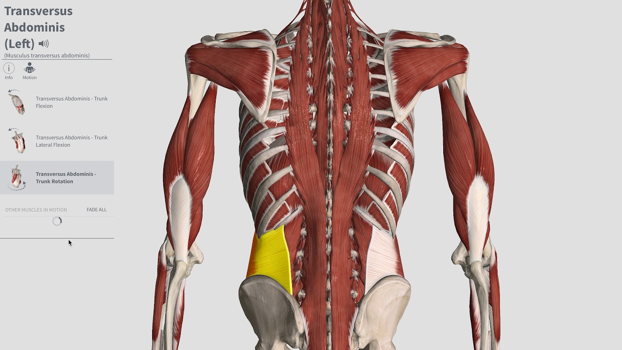STRENGTHEN YOUR CORE | The Transversus | Orthopedic and Balance Therapy ...