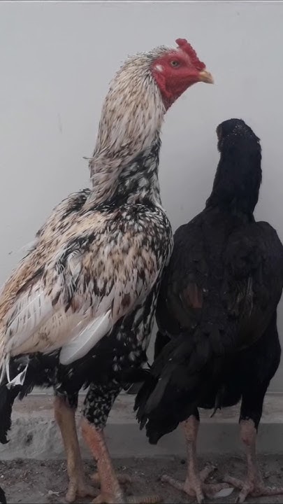 jawa aseel #Aseel آسیل# #असील - YouTube