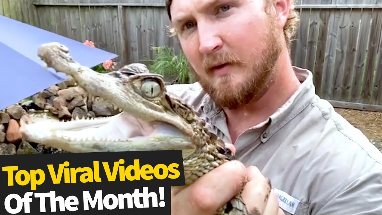 Top 50 Viral Videos Of The Month - April 2020 - YouTube