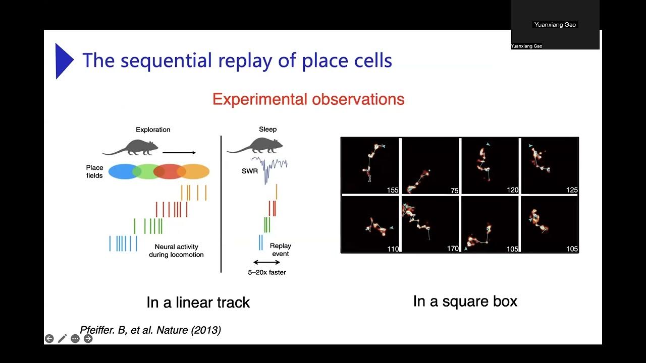 A comp model of learning flexible navigation in a maze by layout-conforming replay of place ...