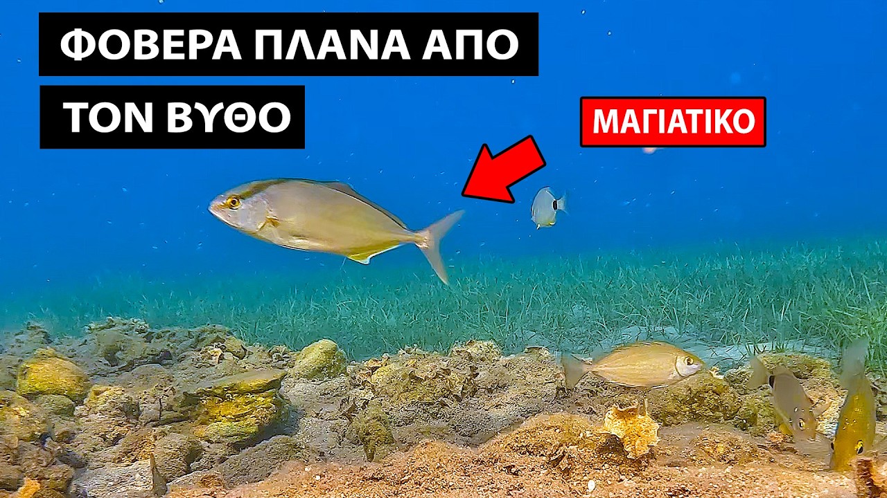 Ντοκιμαντερ Ψάρια της Θάλασσας: Φοβερό Πλάνο από Μαγιάτικο - YouTube