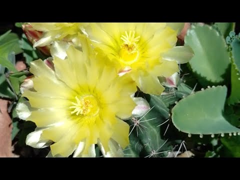 Flor de Cactus Valió la Pena la Espera #cactus #suculentas # ...