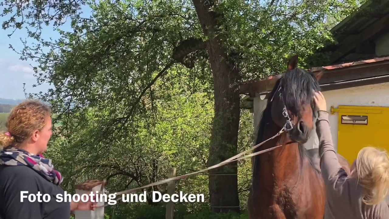 Decken Zwei Stuten Und Foto Shooting April 2020 Privatgestüt Möningerberg Youtube