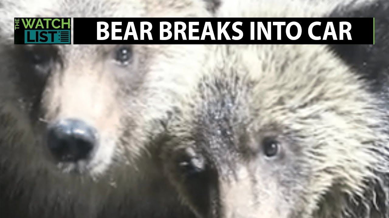 Bear Destroys Connecticut Man's Cars - YouTube