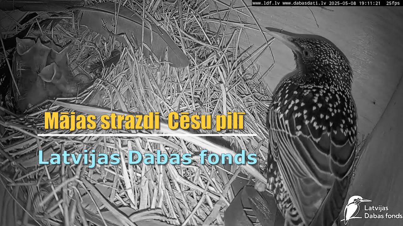 LDF Mājas strazdi~08~05~2025~Mājiņā svešs strazds. Mazulis izkrīt no ...