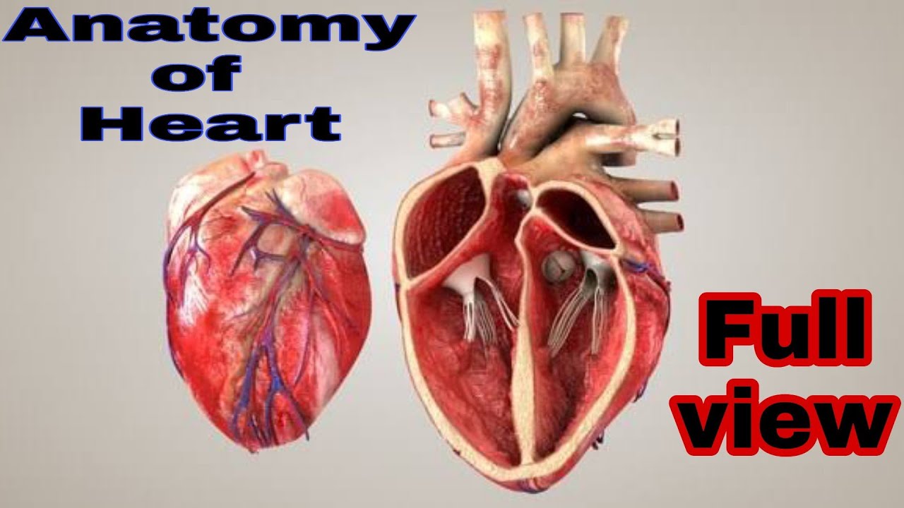 Anatomy of Heart View | Human Heart Anatomy Full View - YouTube