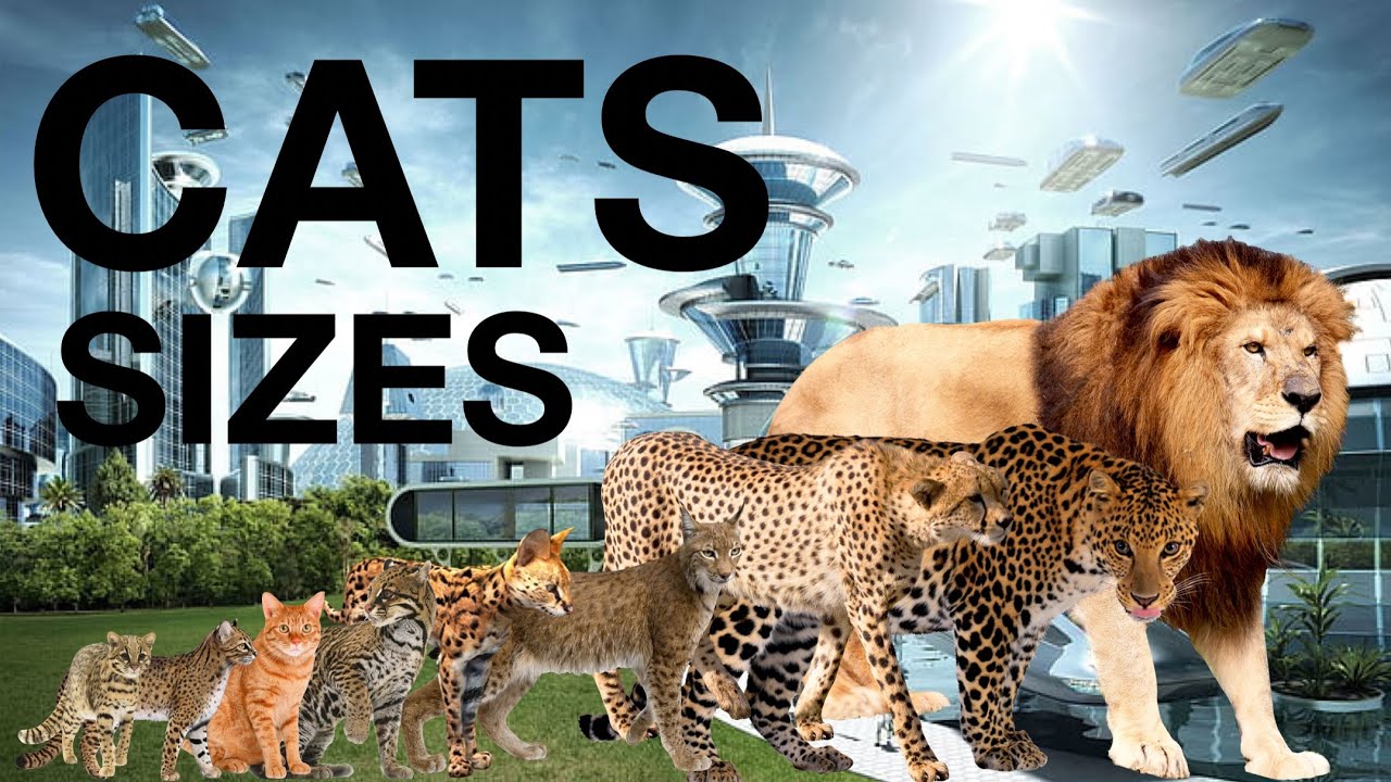 Cat Species Size Comparison - YouTube