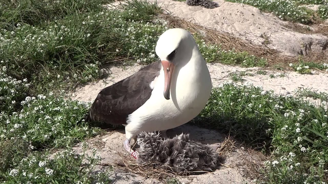oldest Laysan albatross Wisdom J Klavitter USFWS Feb 19 2013 - YouTube