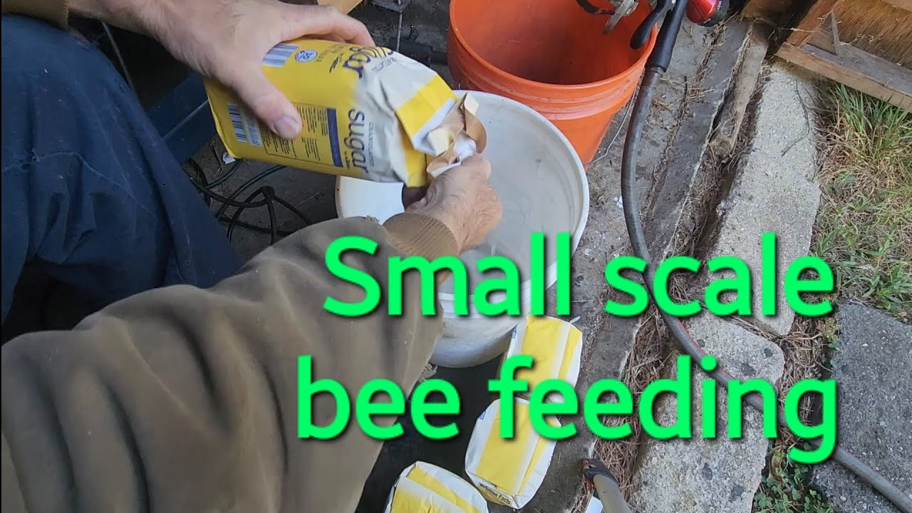 5 gallon Small scale bee feeding September 9th - Beekeeping - YouTube
