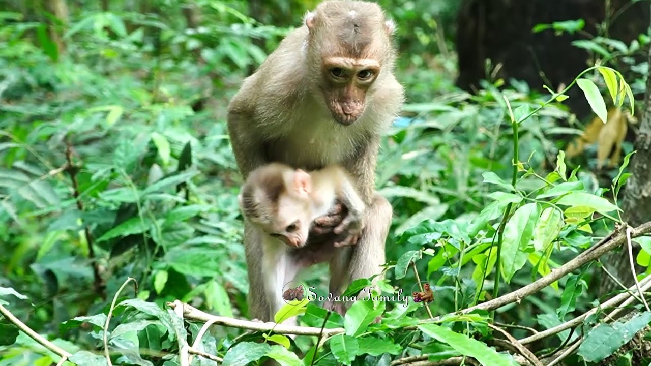 Jolie monkey make face so cute style hug baby Lucie - YouTube