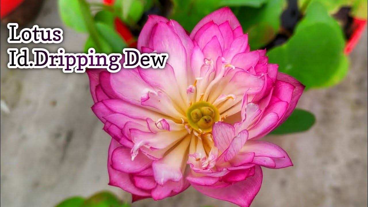 Lotus || পদ্ম || dripping dew - YouTube