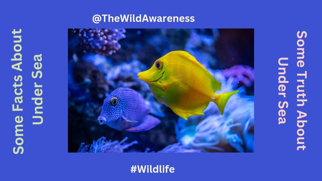 Under Sea | Ocean secrets | Ocean Facts | Fishes | Secret of Ocean ...