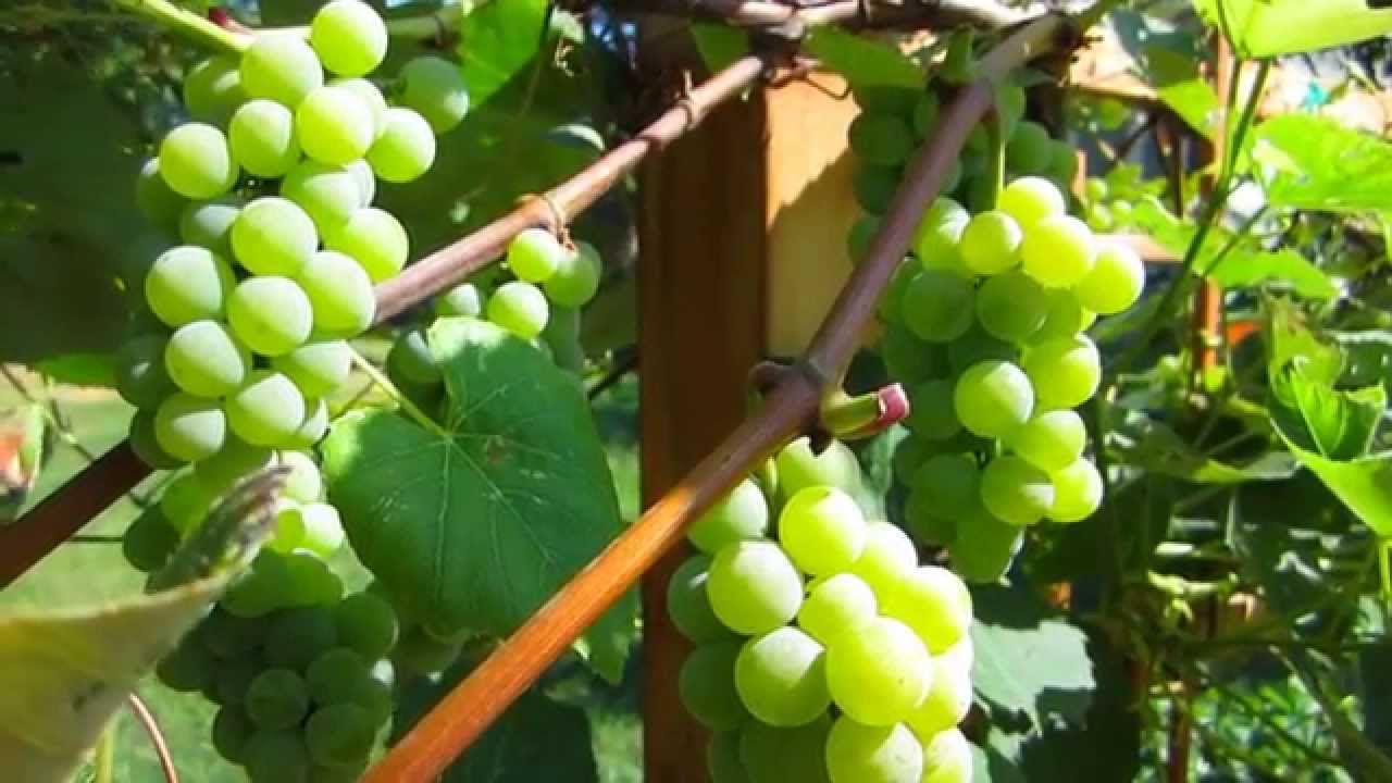 My Orchard, Vineyard, and Garden - YouTube