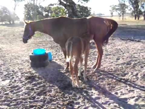youtube horse breeding - YouTube