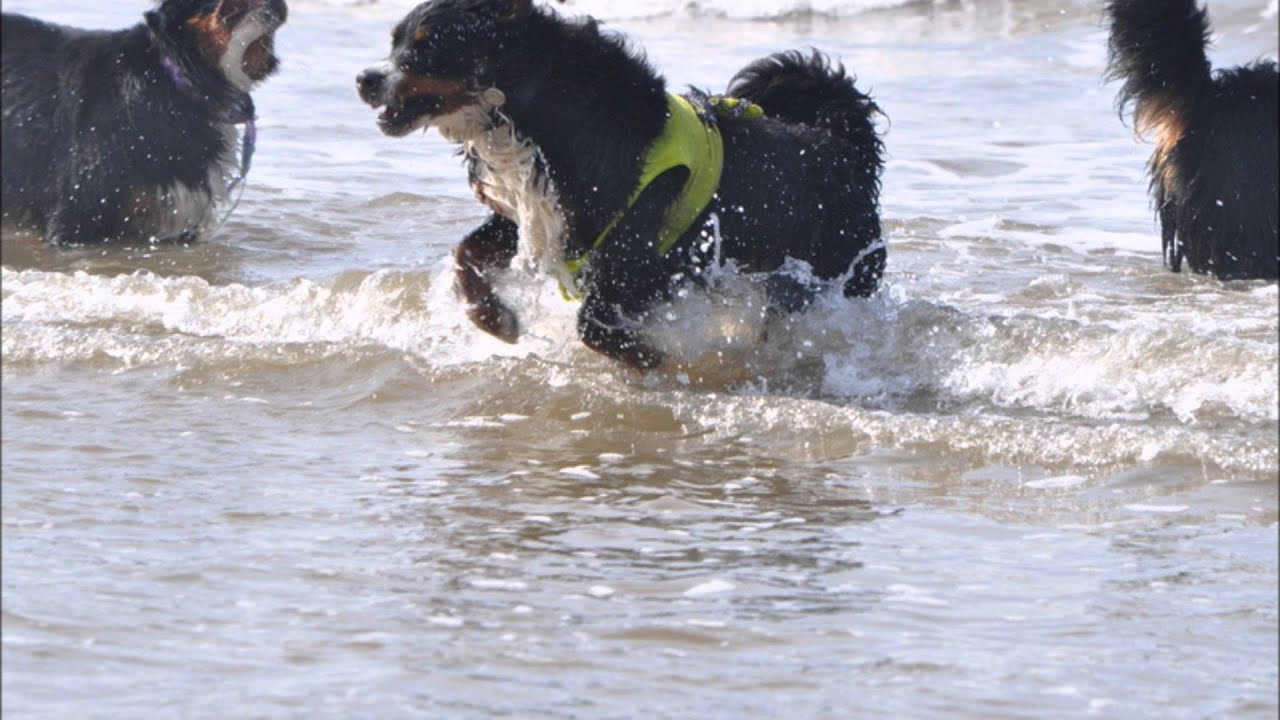 Berner Beach Walk prt 2 april 7, 2013 - YouTube