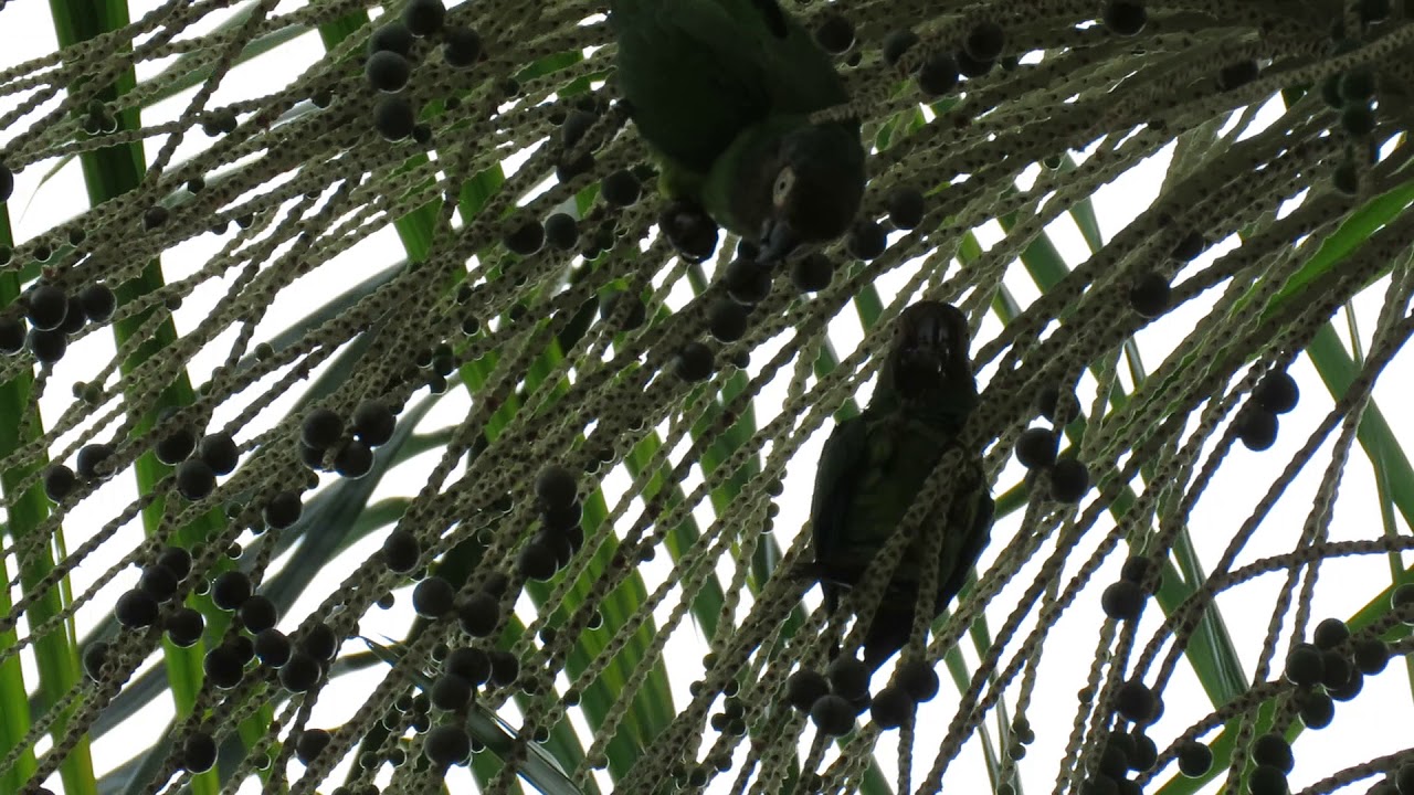 Periquito-de-cara-suja | Aratinga weddellii | Dusky-headed Parakeet ...