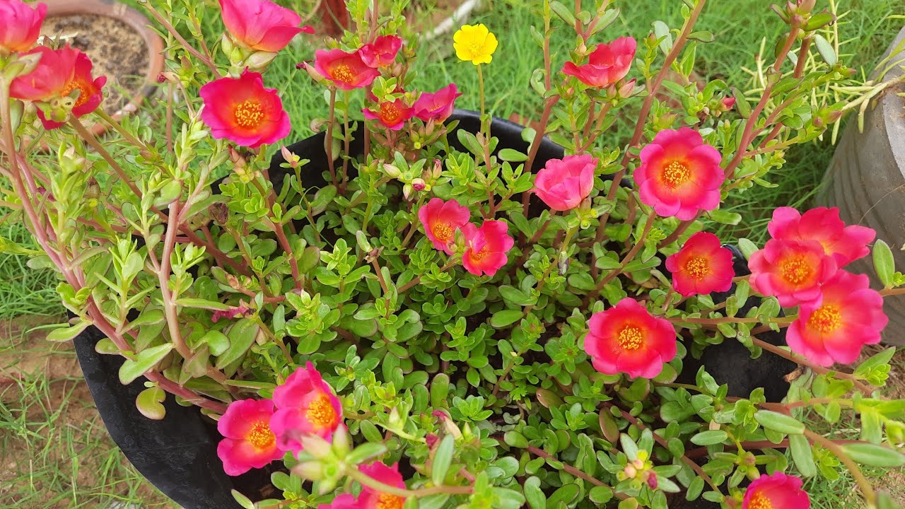 Purslane plant care / बिना खाद और कम पानी में भी हजारों फूल देने वाला ...