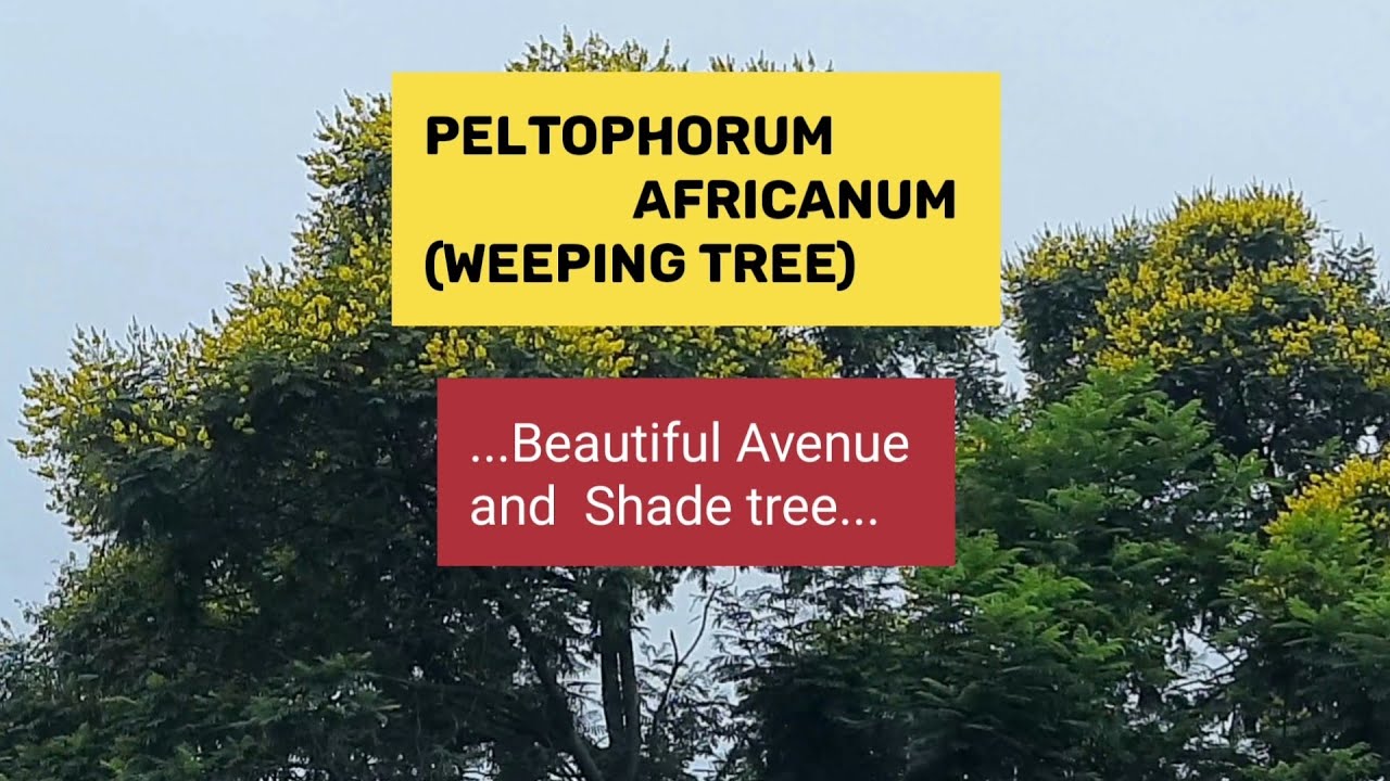 Shade tree,Peltophorum africanum, weeping wattle, African black wood ...