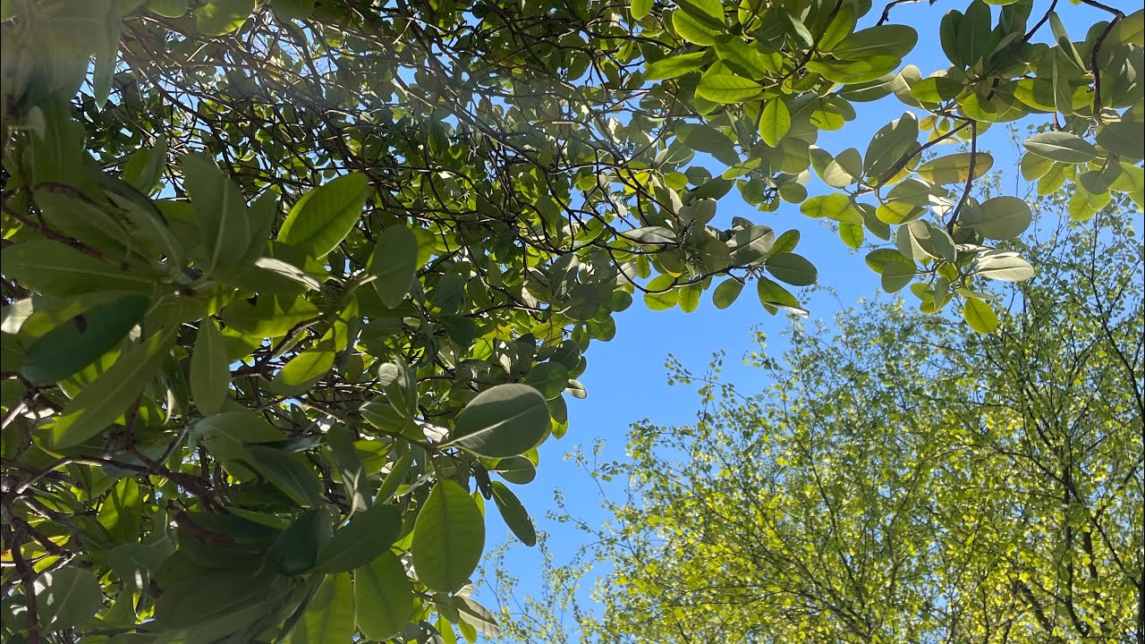 alex g - poison root (instrumental) - YouTube