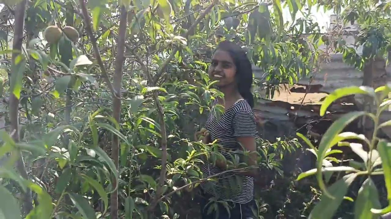 यह स्किन केयर फल है #satalu #peach #garden #nature - YouTube