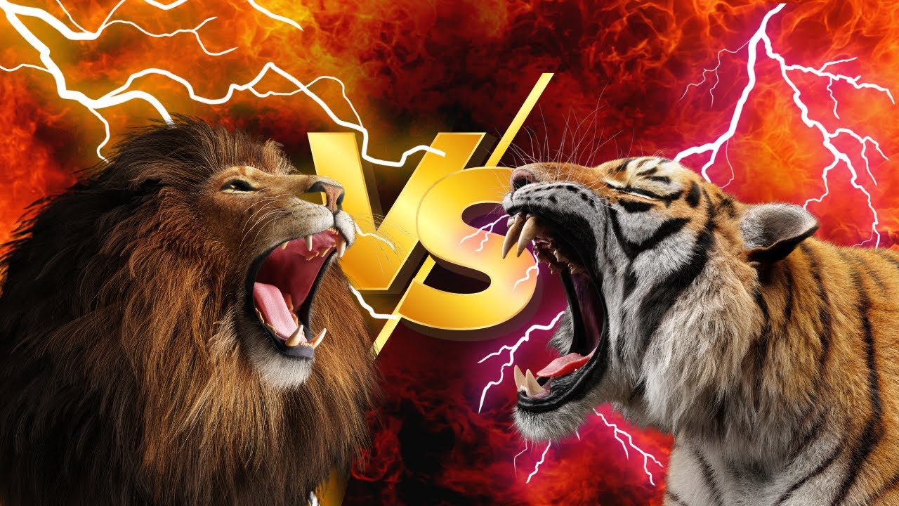 Lion vs Tiger.Who would win? - YouTube