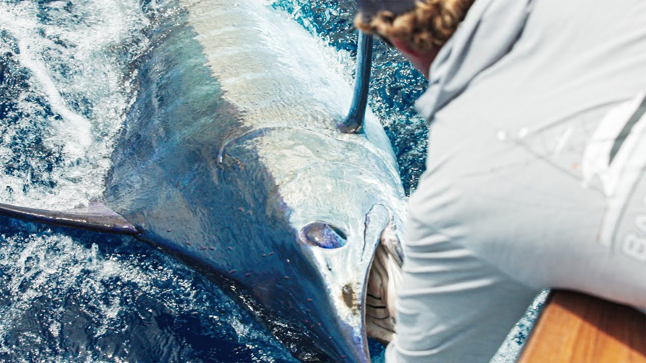 World Record White Marlin Azores Sport Fishing Big World Record