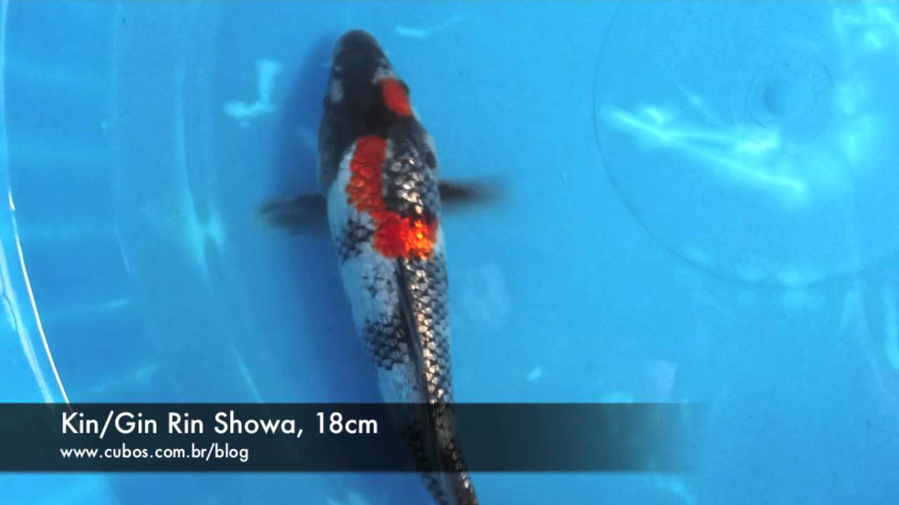 Kin/Gin Rin Showa, 18cm - YouTube