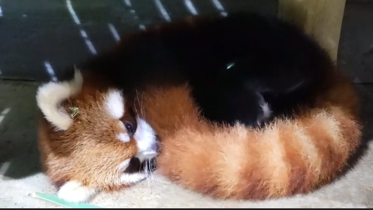 【red panda】Do you prefer playing with your tail or a ball? - YouTube