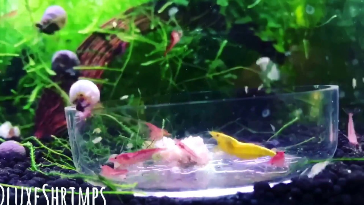 Time Lapse of red, yellow and red rili shrimp - YouTube
