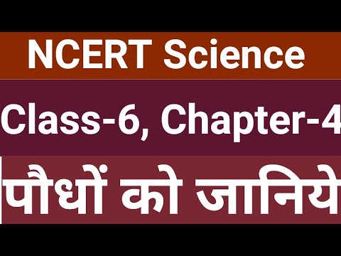NCERT, SCIENCE, Class-6, Chapter-4, पौधों को जानिए - YouTube