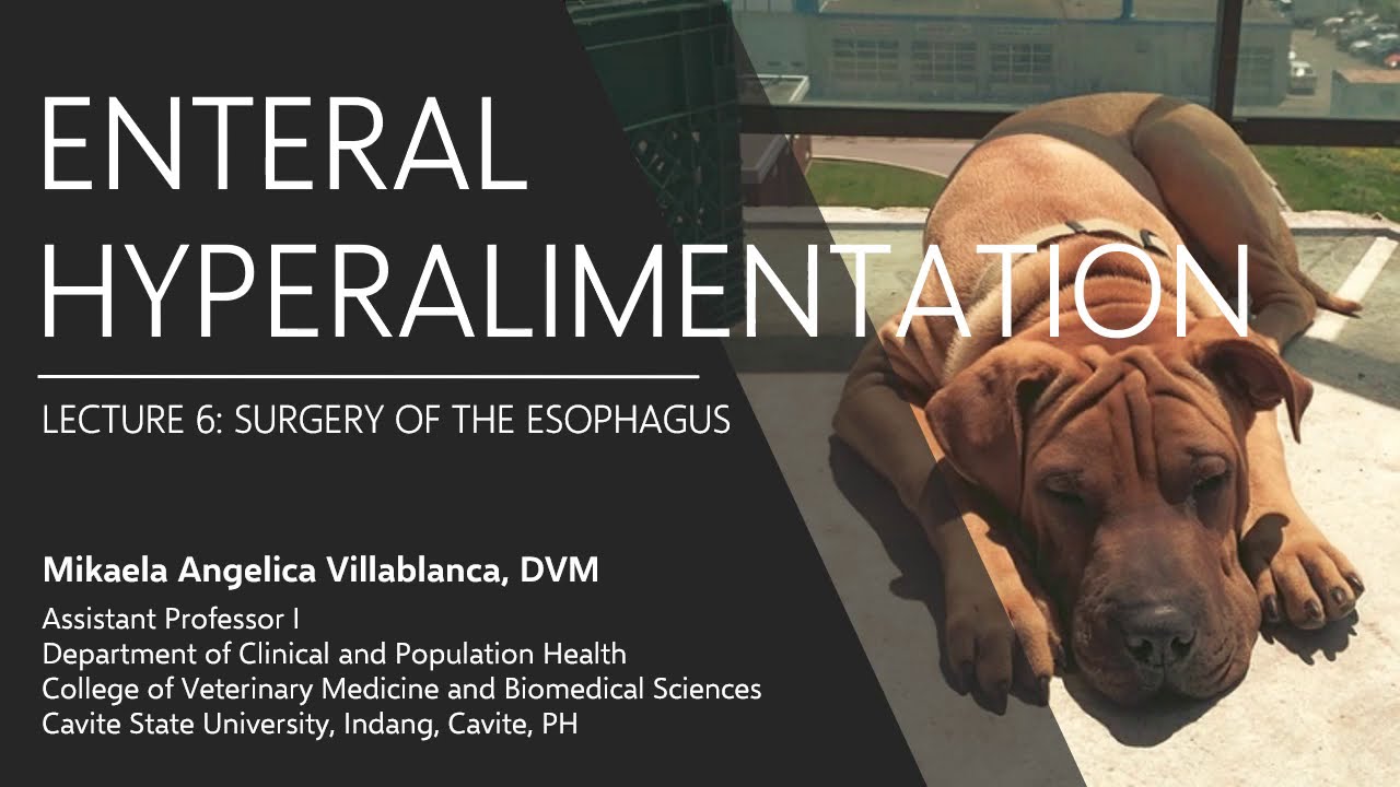 Lecture 6.6 Enteral Hyperalimentation - YouTube