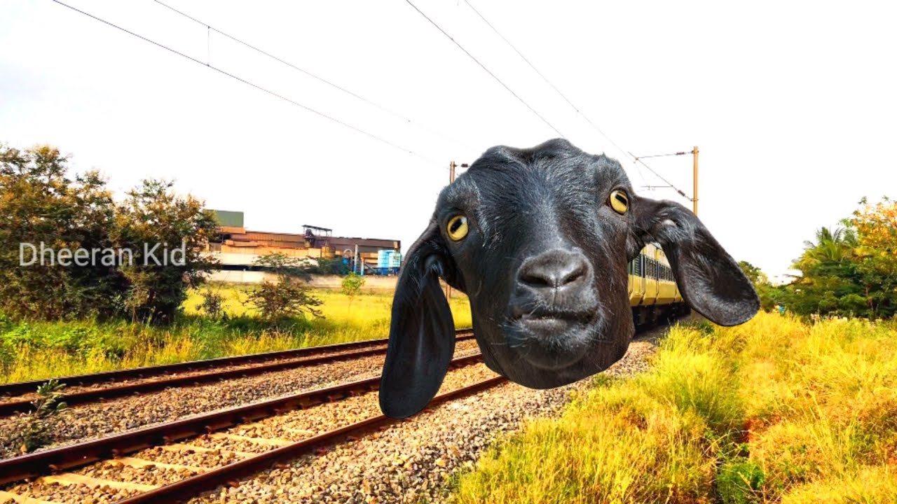 Funny Goat Train | Dheeran Kid | Funny Train Videos | @Gondezz | 23 ...
