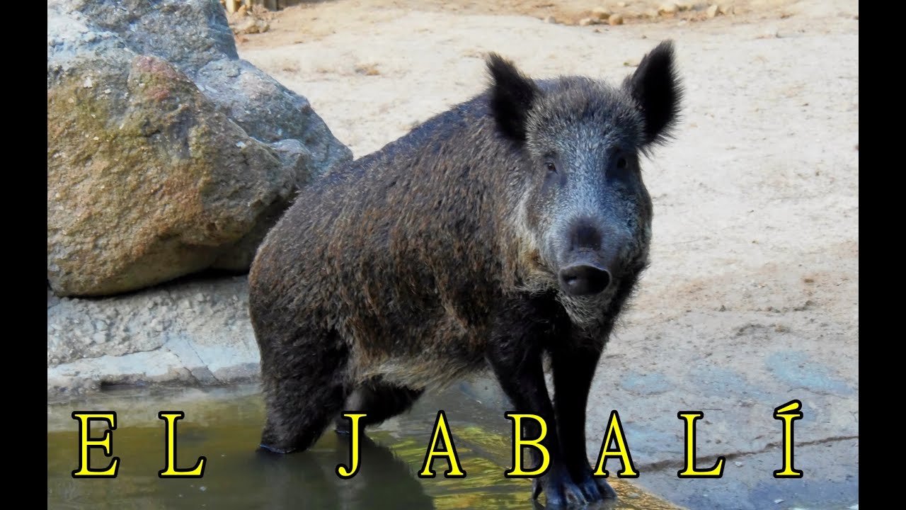 Jabalí .Datos y características. - YouTube