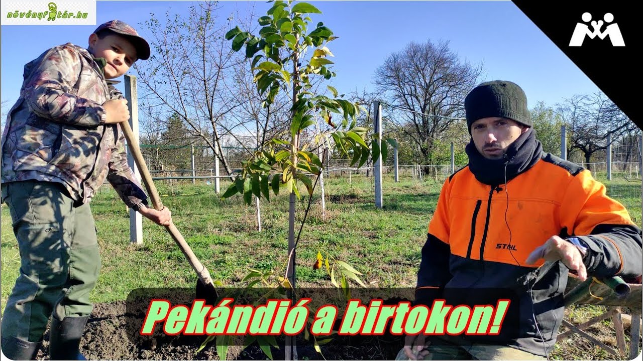 🌳 Pekándió a birtokon! - Megérkeztek a fa csemeték! 🌳 - YouTube
