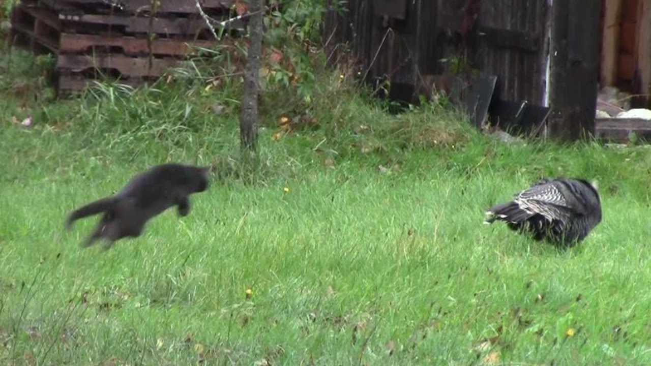 Turkey Surprise - YouTube