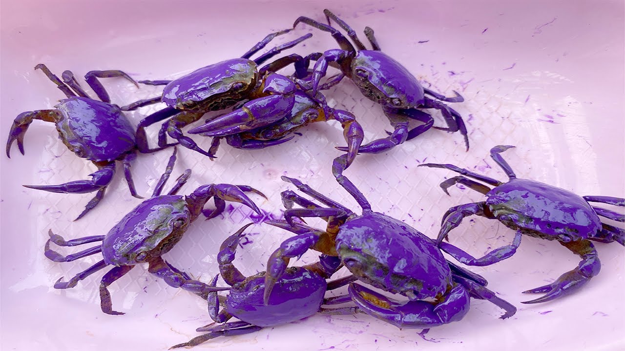 Kem Ốc và cua Chanel ra ngõ bắt cua màu sắc, con vịt, con cá, con bò ...