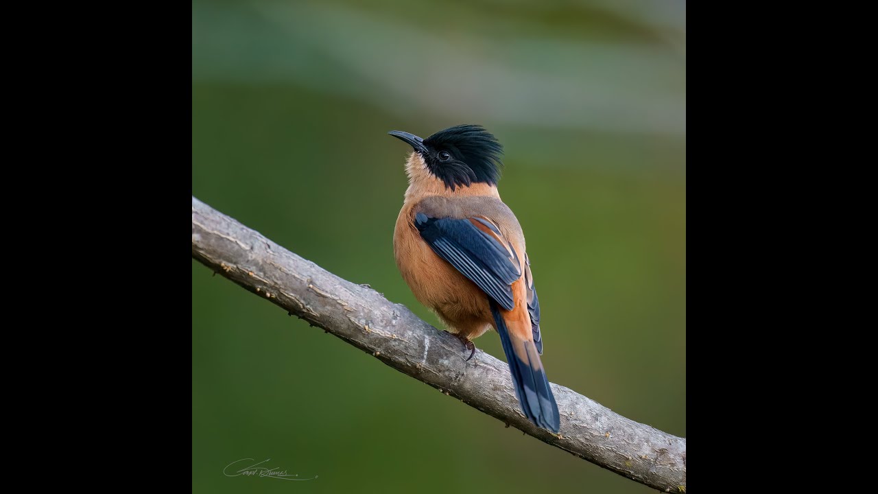 Rufous Sibia - YouTube