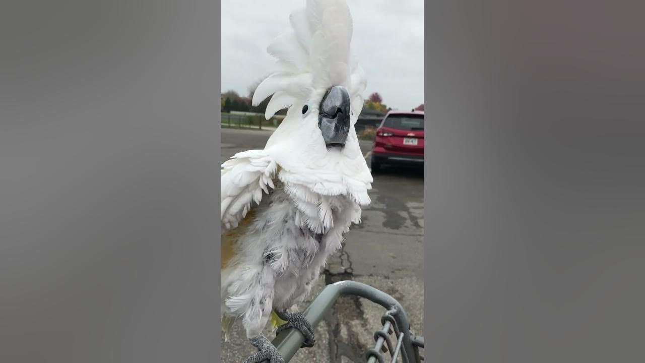 Cockatoo Shopatoo - B meets new friends outside, and meets one on FaceTime! - YouTube