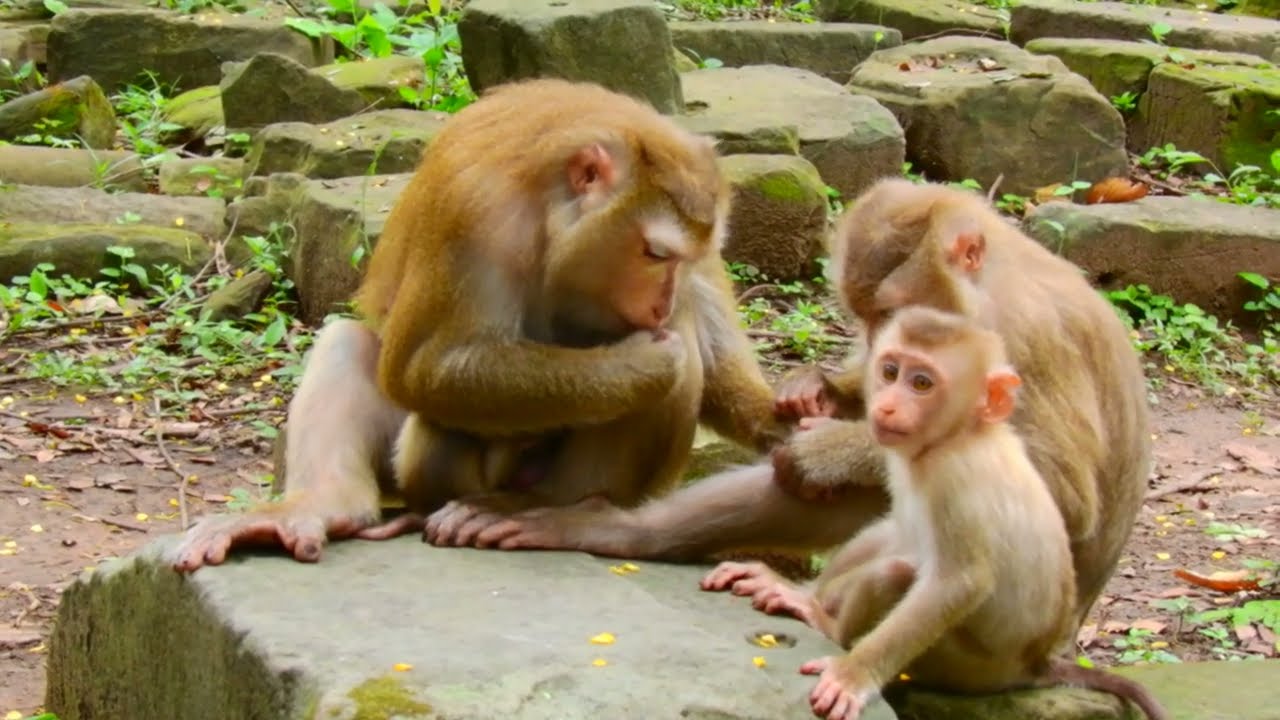 Heart-Stopping Moment as Big Monkey Lunges at Tiny Baby - YouTube