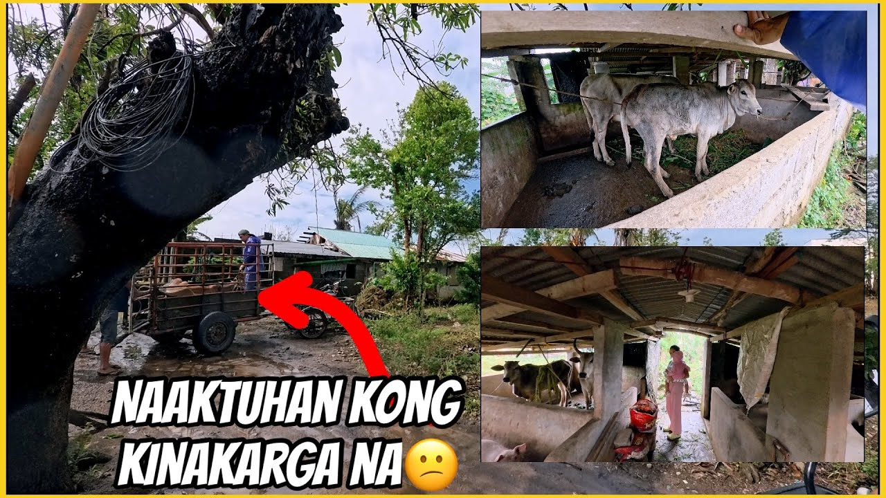 CRISIS SA LAMIG: DAMING NAM@T@y na BAKA, kinakabahan ako sa mga baka ...