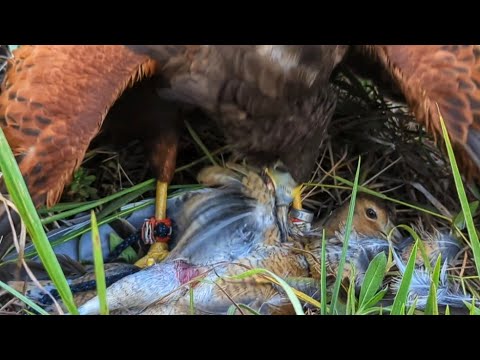 Harris Hawk hunting / Falconry ( part 3 ) ហារីប្រមាញ់ (R Rain) - YouTube