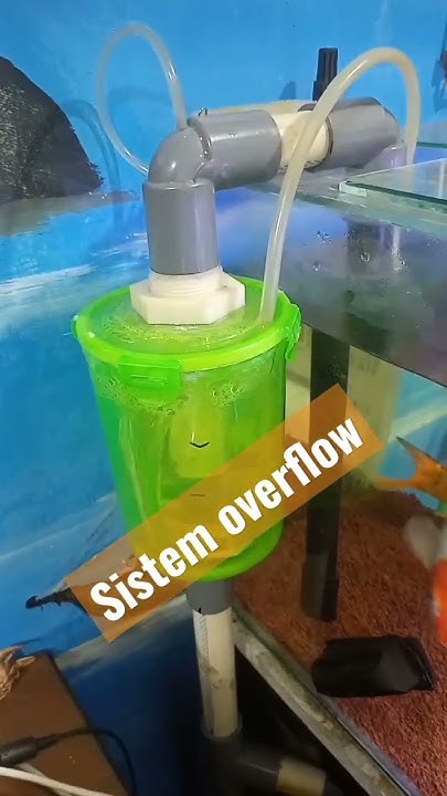 koi fish aquarium overflow filter system #fish #aquarium #koifish - YouTube