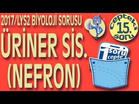 ÜRİNER (BOŞALTIM) SİSTEM (YKS TYT AYT Düzeyi Biyoloji Üriner Sistem Nefron LYS 2017 Soru Çözümü)