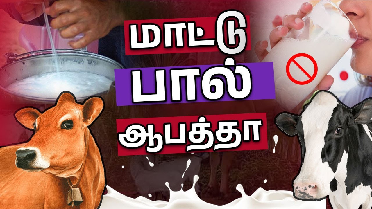 இது தெரியாம கறவை மாடு வாங்காதீங்க ? | மாட்டு பண்ணை | Cow Farming in ...