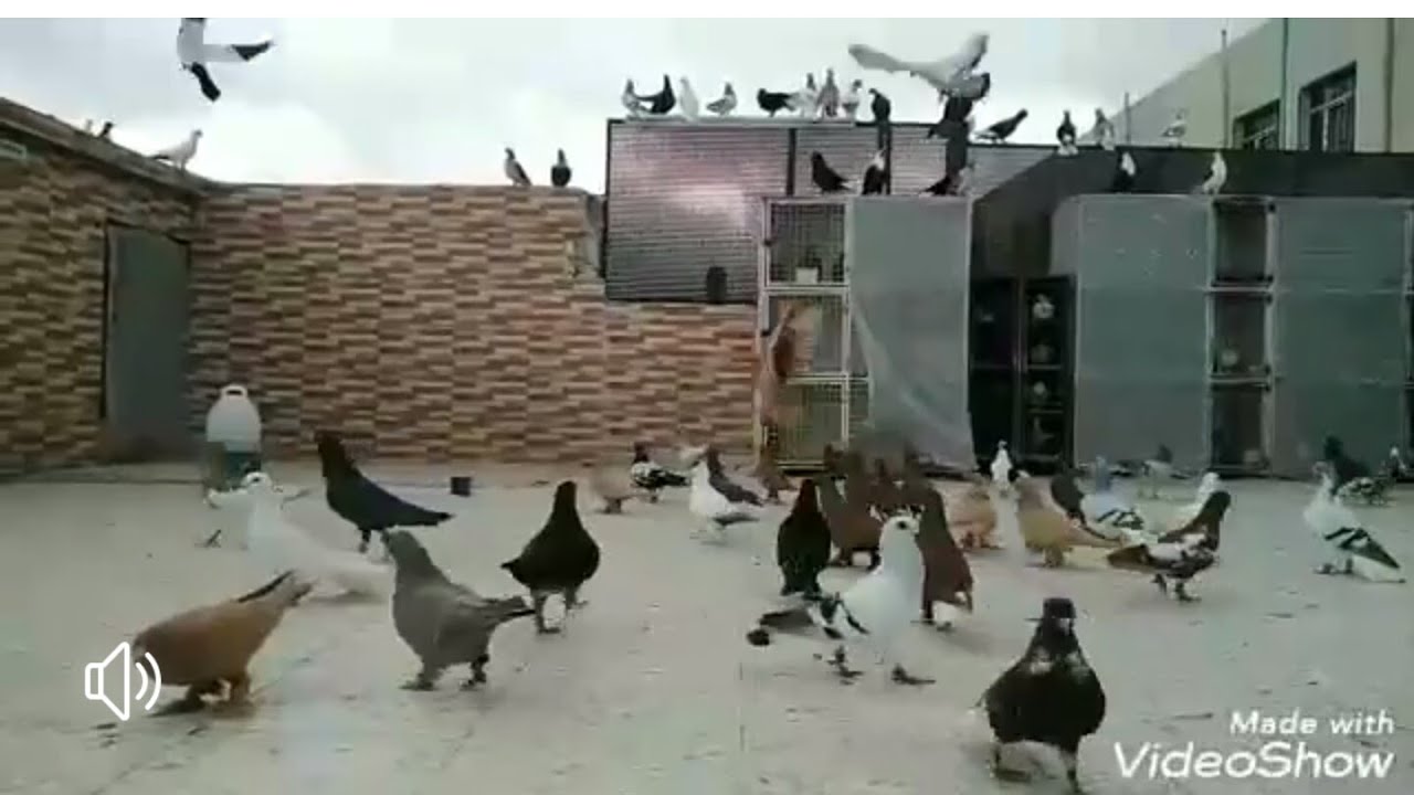 حمام كش عبود القديسي beautiful pigeons of Jordan #like_subscribe ...