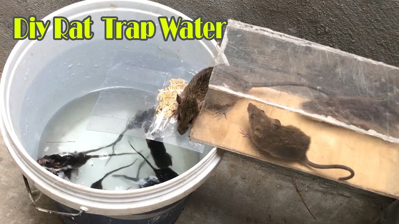 Mouse Trap Water π 13 Mice In Trapped A Day π Mouse Rat Trap π How To