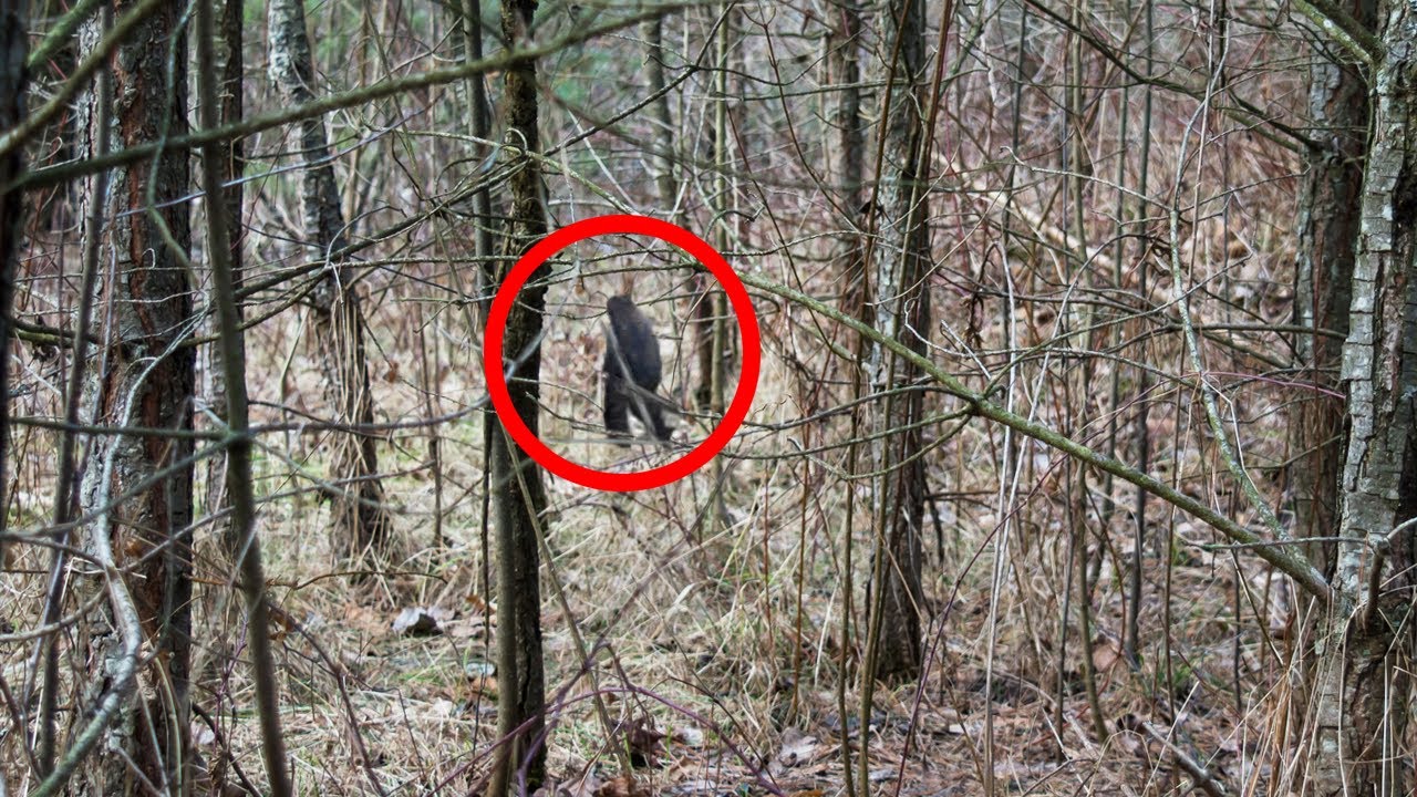 Biggest Cryptozoological Encounters - YouTube