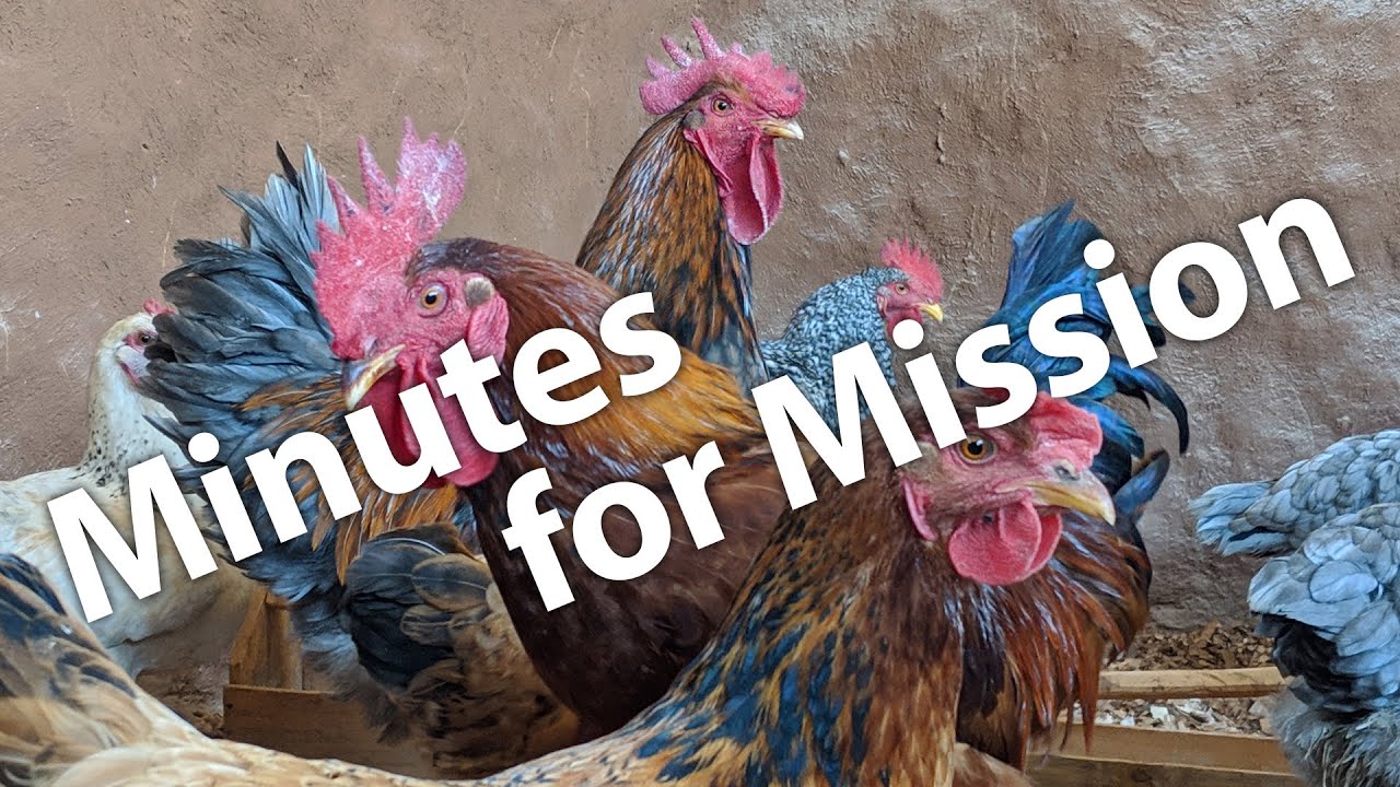 Minutes for Mission 2020 - A Chicken Farm in Kenya - YouTube