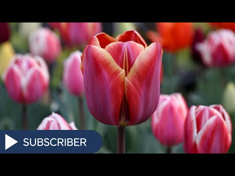 🌷 Spring Tulip Beauty: Stunning Floral Inspiration for Nature Lovers🌿