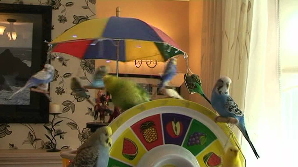 WINNER OF KELKOO AND PET SUPERMARKET "Britains most talented pets" 2011 ...